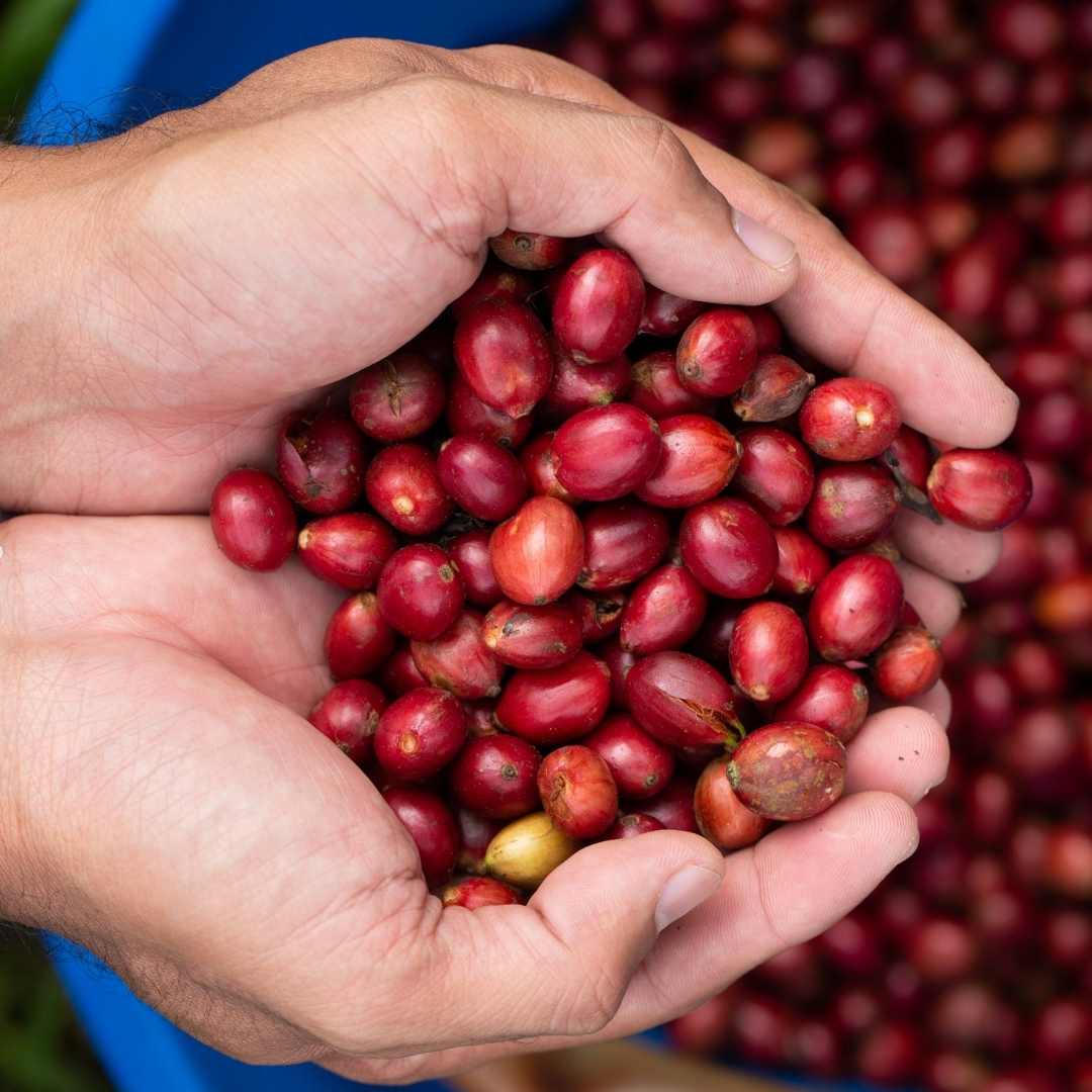 La variedad de café Geisha. - Cafés Guayacán